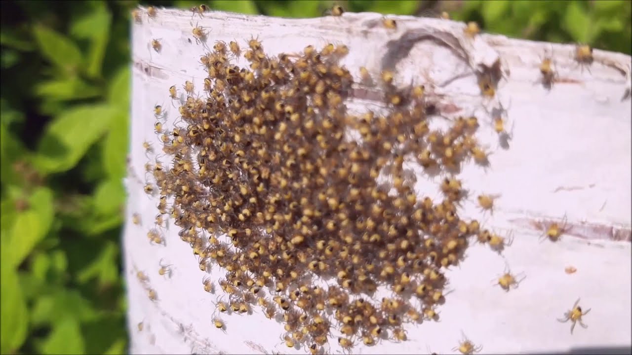Spider colony Araneus diadematus (křižák obecný) - YouTube