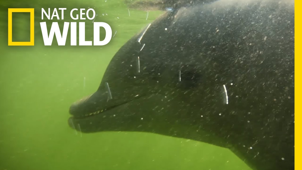 Encrypted Communication with Dolphins | Nature Tech - YouTube