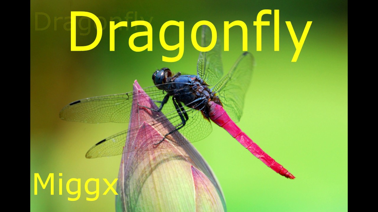 Dragonfly ( Tech house \ Techno ) by Miggx ( NCS ) - YouTube