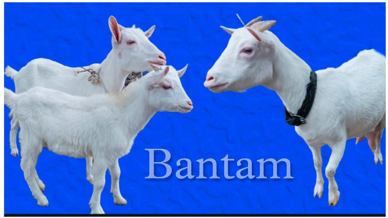 Top quality Bantam collection at Aurangabad - YouTube