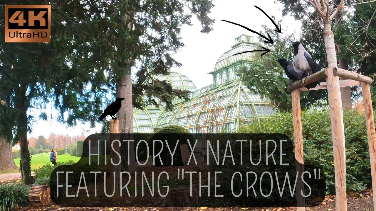 [4K Special] Walk with pet crows through the historical palace garden ...