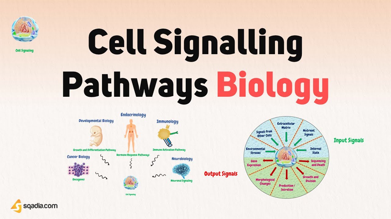 Cell Signalling Pathways Biology | Introduction - YouTube