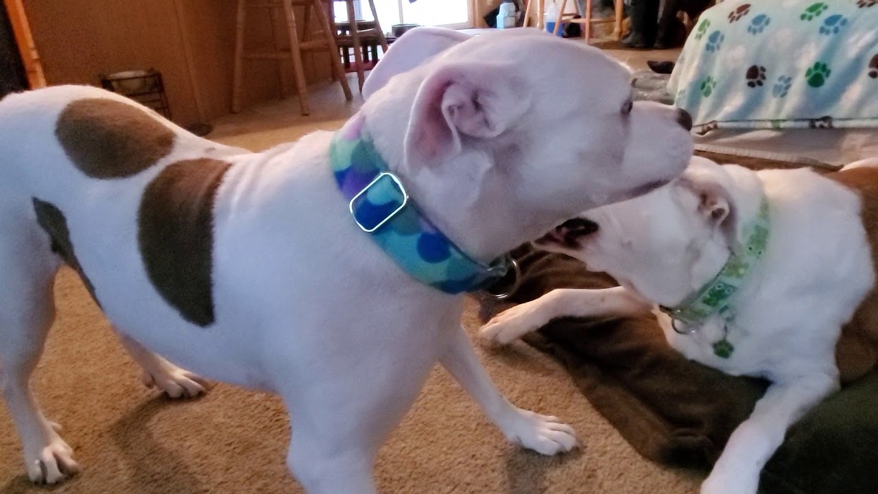 My old horndog, Sully... - YouTube