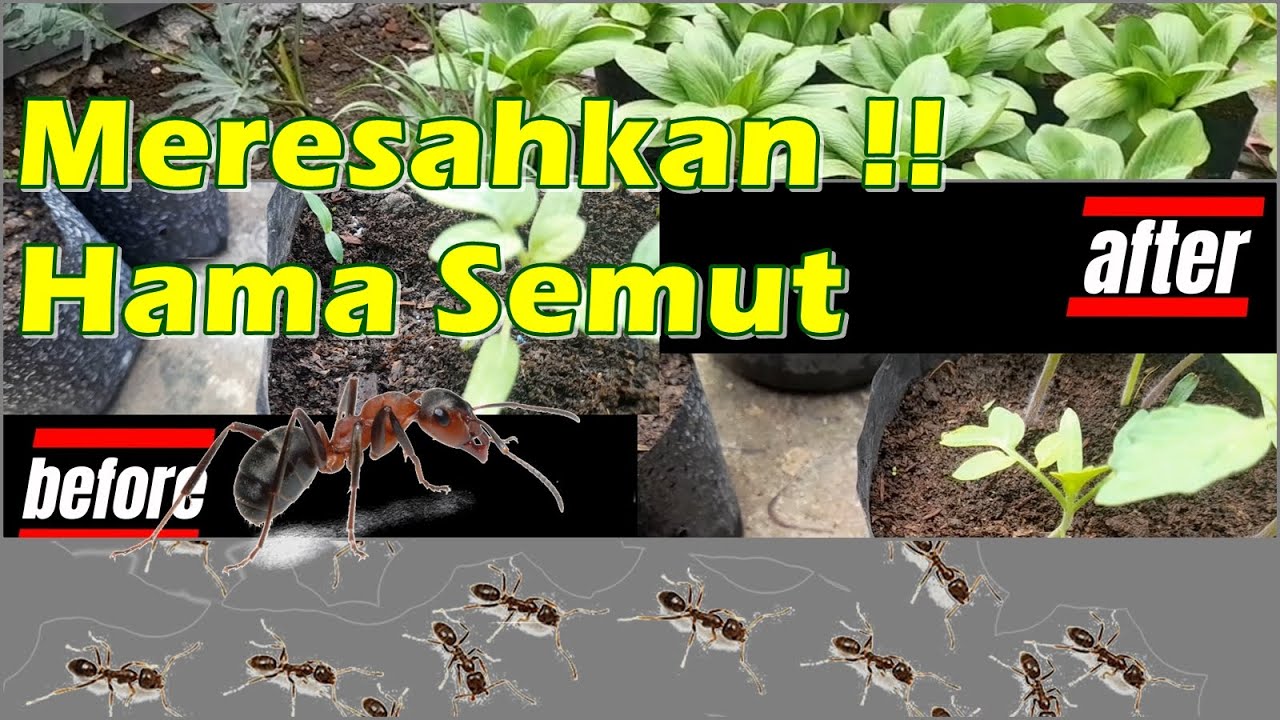 HAMA SEMUT || CARA INI SEMUT TIDAK KEMBALI LAGI ! - YouTube