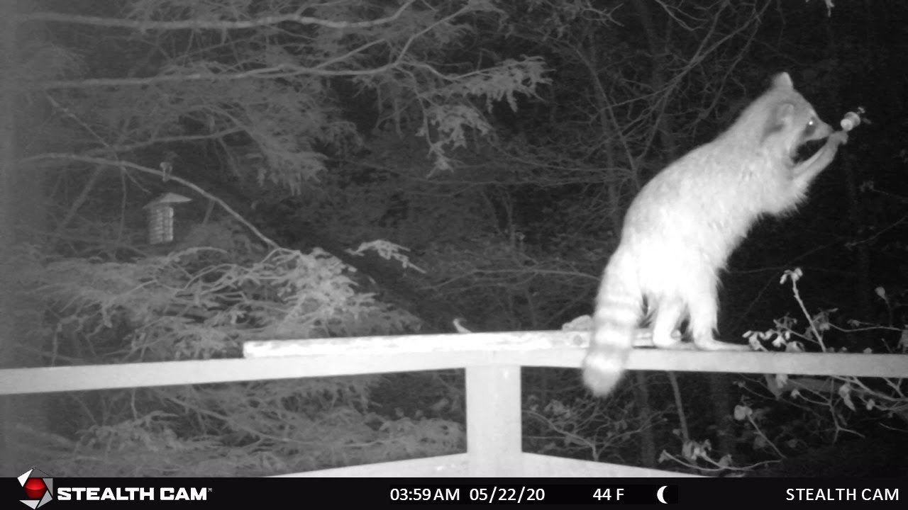 COON GERARD ACROBAT 1 - YouTube