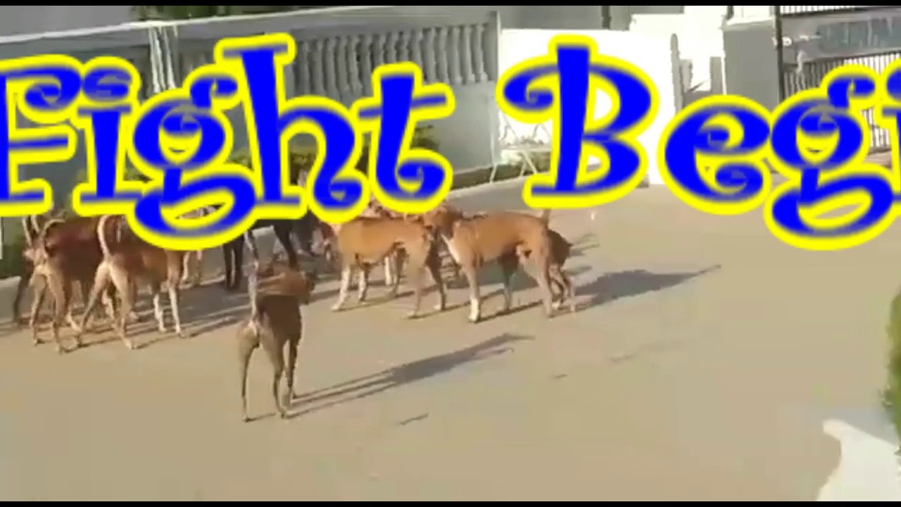 Watched live Street Dogs Fighting Never Seen Before! Gujrat India - YouTube