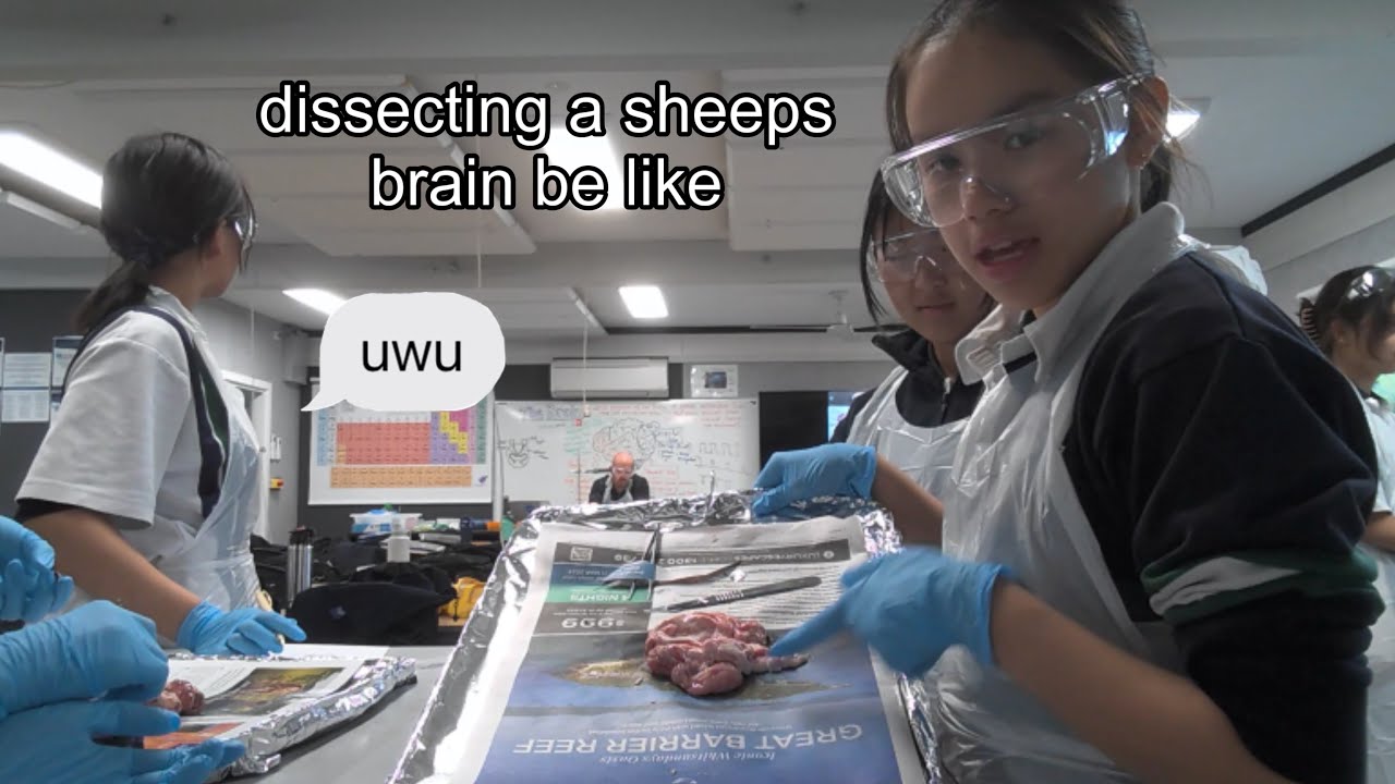 Idk How To Dissect A Sheep YouTube idk-how-to-dissect-a-sheep-youtube