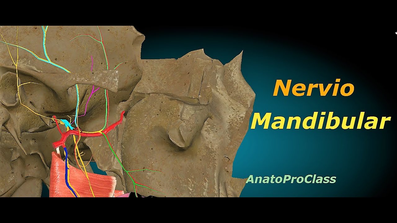 Anatomía Aplicada Del Nervio Mandibular Estética Facial Y Boca