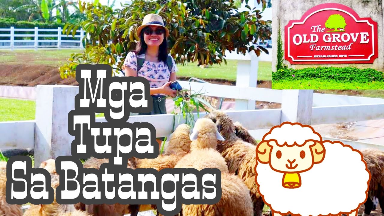 Mga Tupa Sa Batangas - YouTube