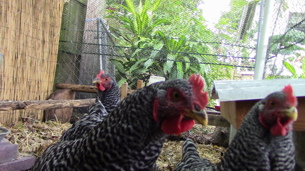 Chicken Run Composting - YouTube