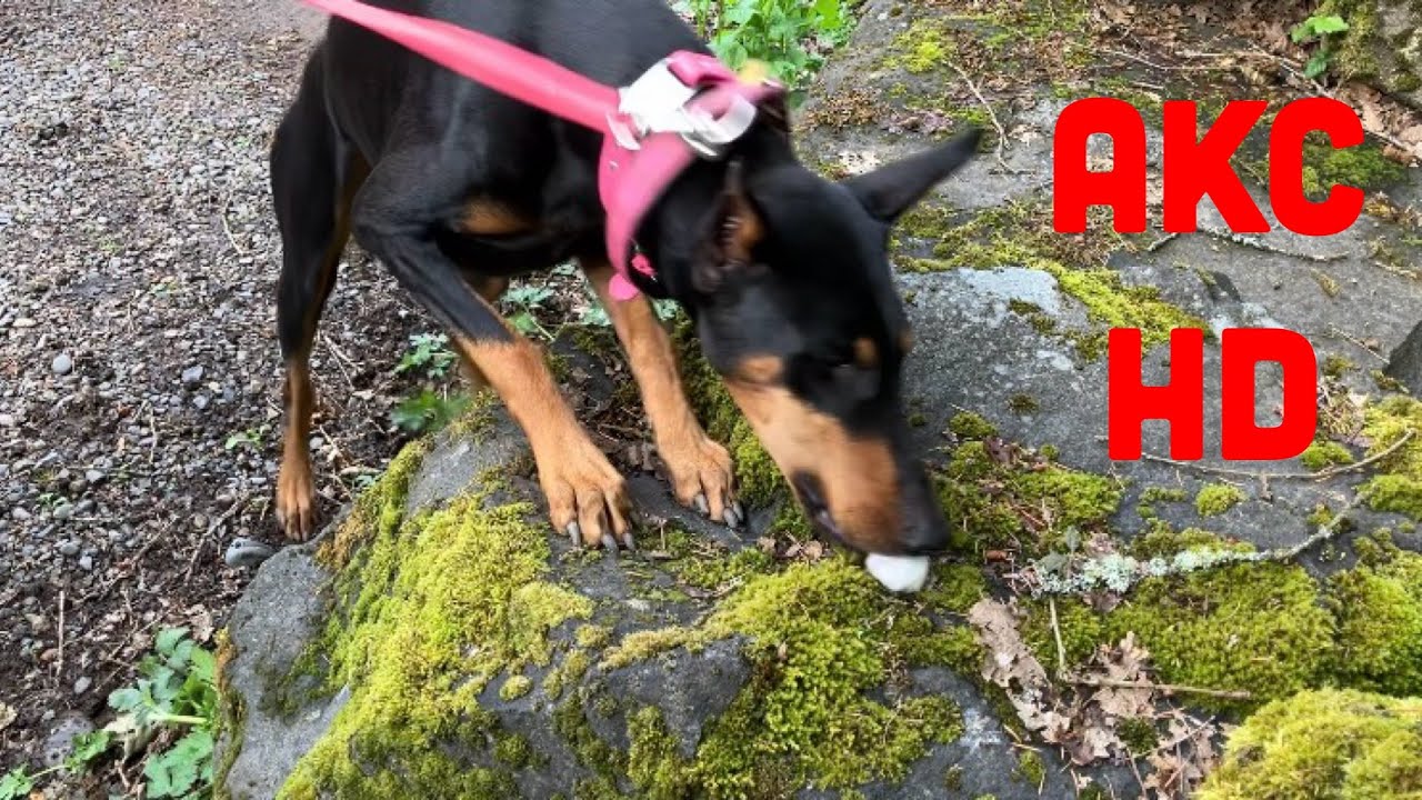 Train Your Dog For Scent Work HD in One Lesson - YouTube