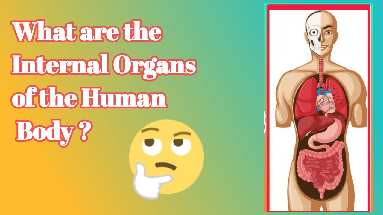 Organs of the Human Body|| Most important Parts of the Body|| - YouTube