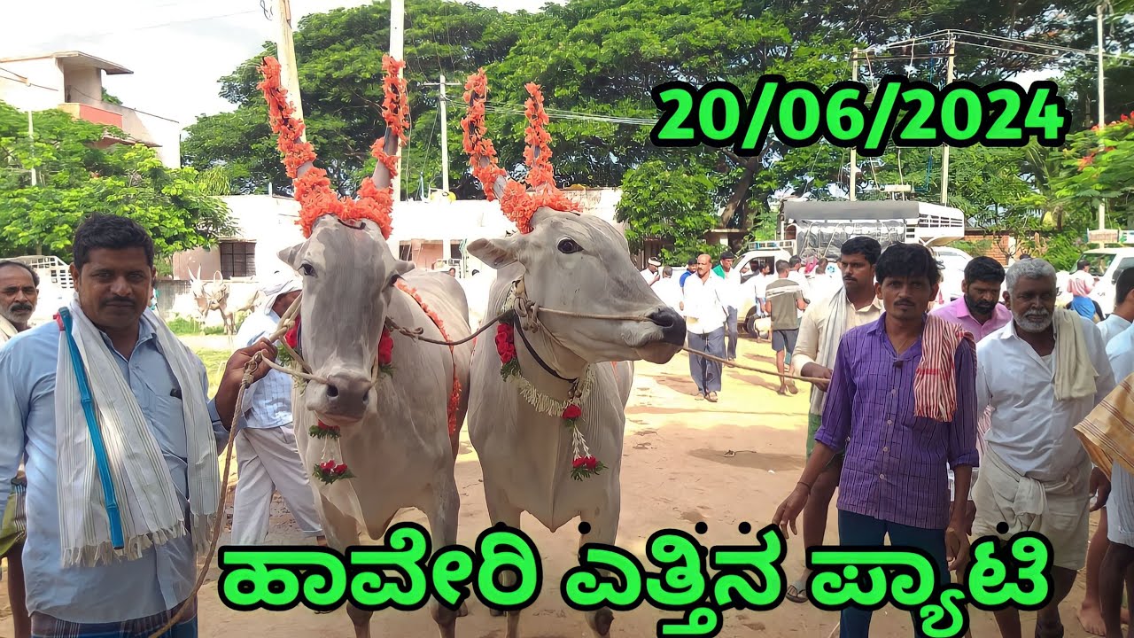 Haveri Bulls Market || ಹಾವೇರಿ ಎತ್ತಿನ ಪ್ಯಾಟಿ || Every Thursday Morning ...
