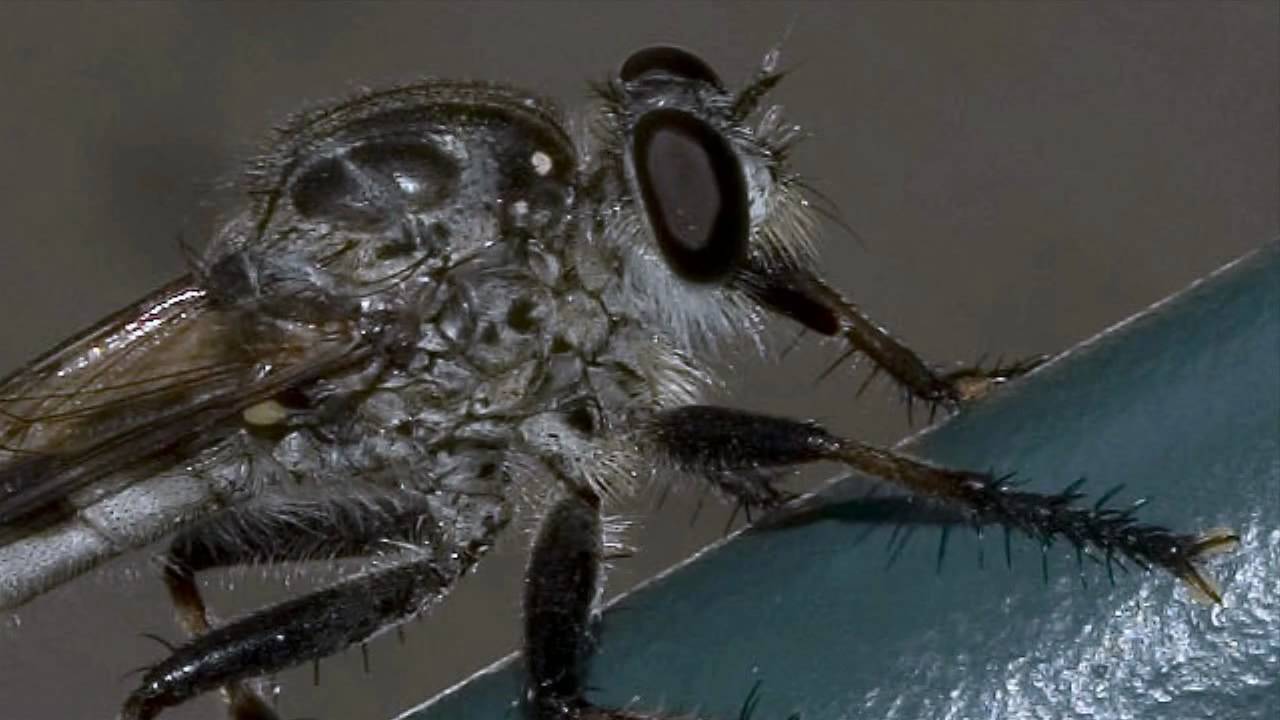 Robber Fly - Canyon Lake, Tx - YouTube