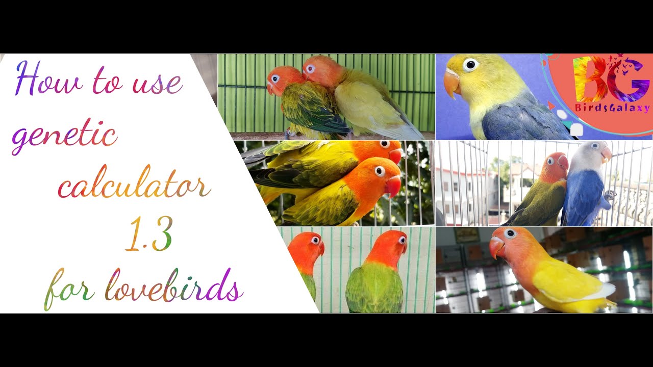 Genetic calculator | How to use genetic calculator for lovebirds ...