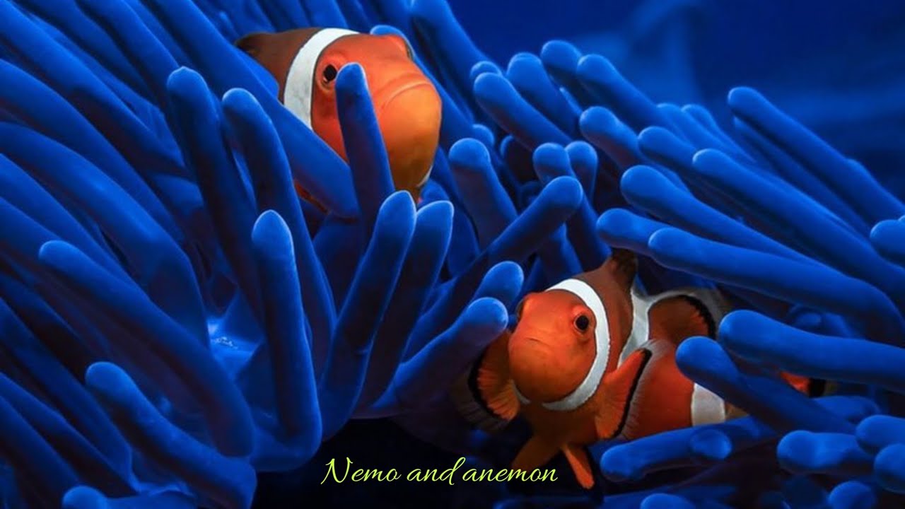 🔵 IKAN NEMO DAN ANEMON LAUT - YouTube