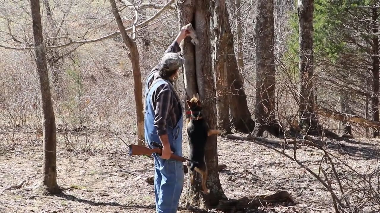 Squirrel Huntin With Feist Squirrel Dog - YouTube