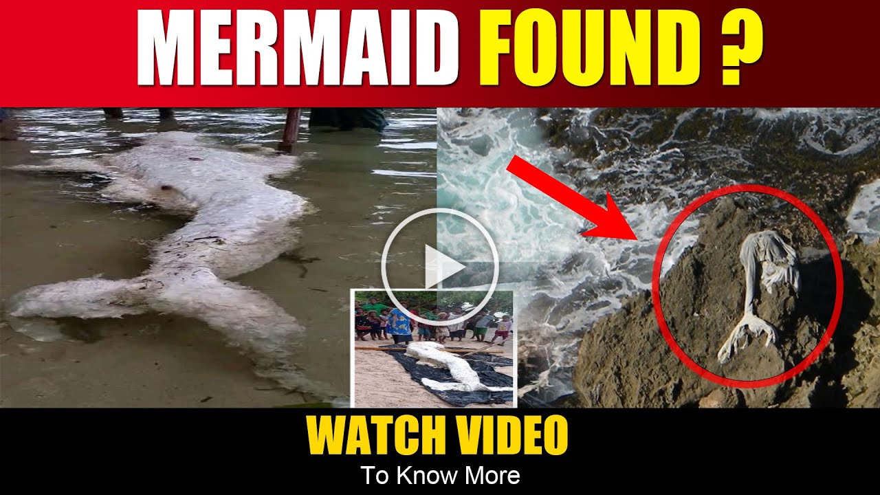 MERMAID FOUND ? Strange Globster Like Mermaid Found in Papua New Guinea ...