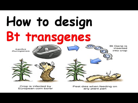 How to design Bt transgenes - YouTube