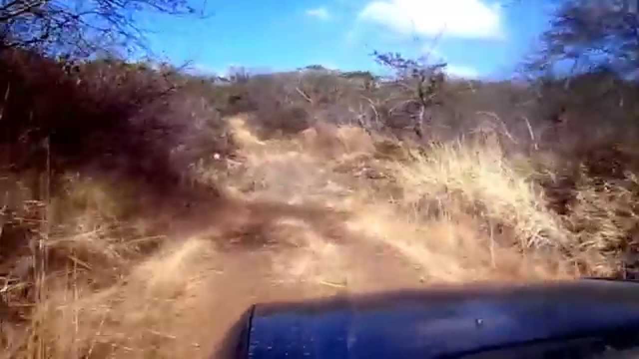 Tropical Dry Forest, Guanacaste Costa Rica - YouTube