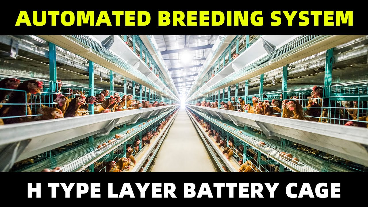 Commercial Poultry Full Automatic H Type 4 Tier 10000 Egg Layer Battery ...