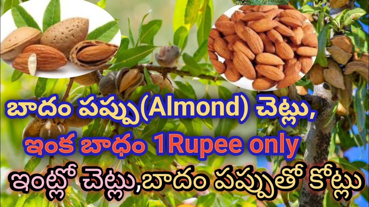 Almond trees(బాధంపప్పు)🌳at my home / How to plant almond seeds in ...