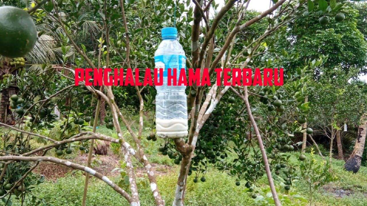 metode terbaru mengusir hama pada jeruk - YouTube