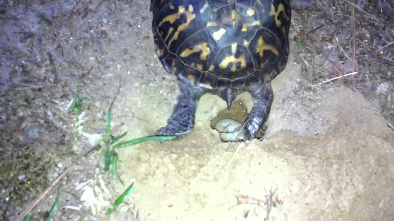 Box Turtle Laying Eggs - YouTube