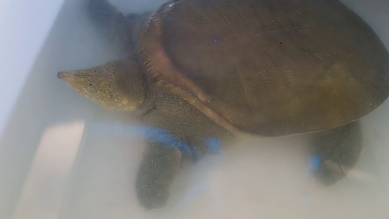 Mengenal sang monster 🐢🐢🐢 - YouTube