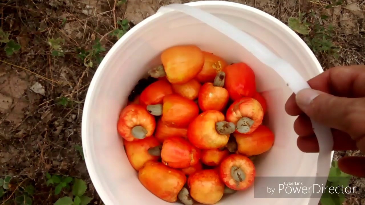 Todo o processo do doce de caju nordestino,desde a colheita ele pronto ...
