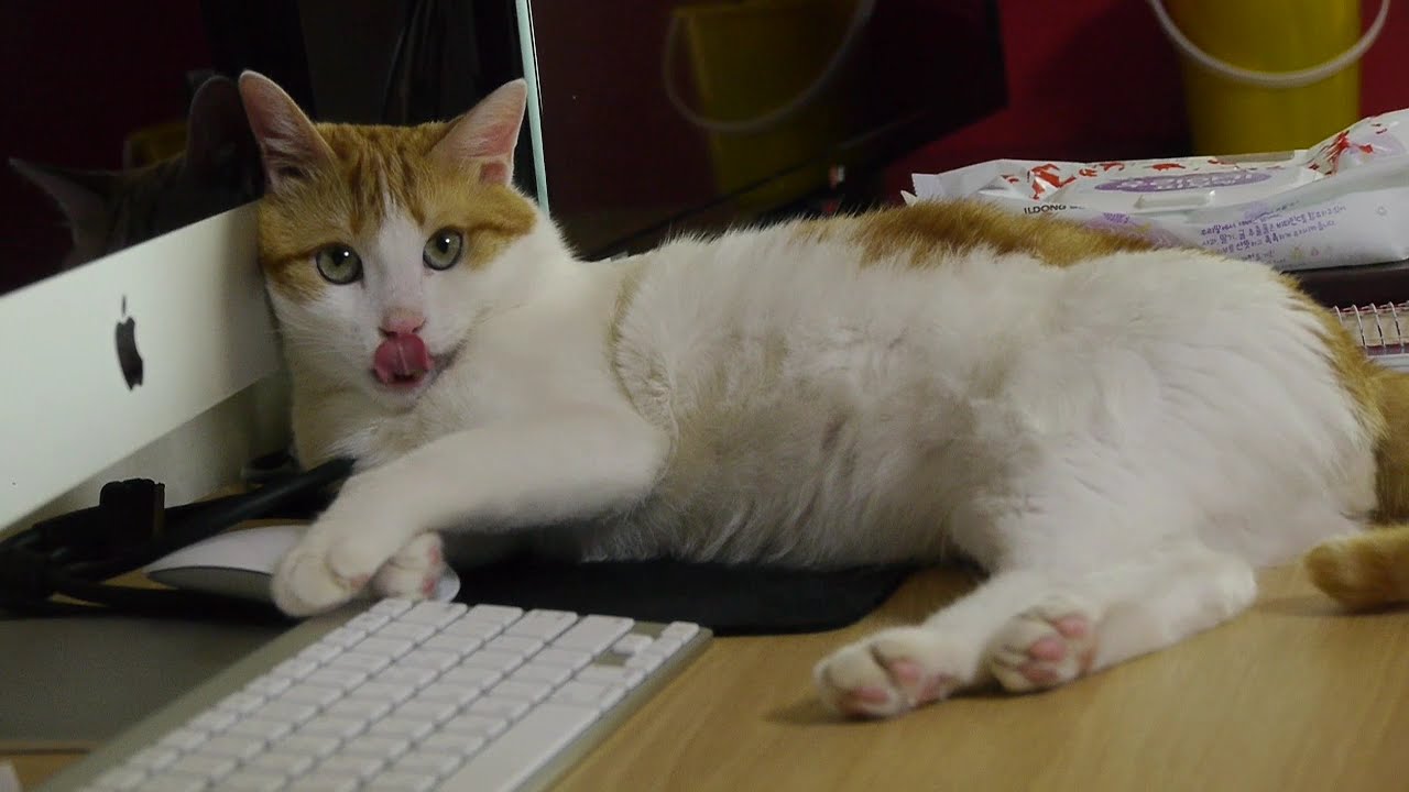 잉여로운 메룽이 (Merung Orc Cat) 고양이 - YouTube