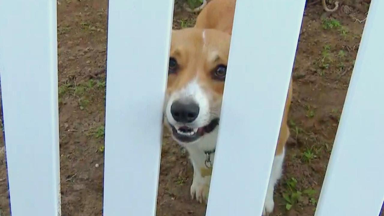 Corgi Caught Chasing Coyote on Home Security Camera - YouTube