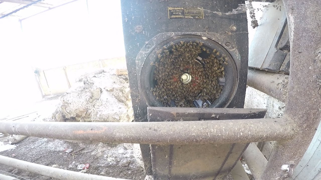 Buddha Bee Honey Keeping - Day One - YouTube