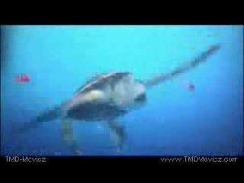 Finding Nemo - YouTube