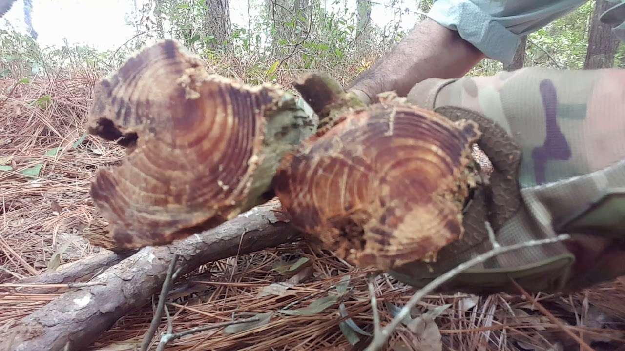 Fatwood Harvest- Resined Pinewood - YouTube
