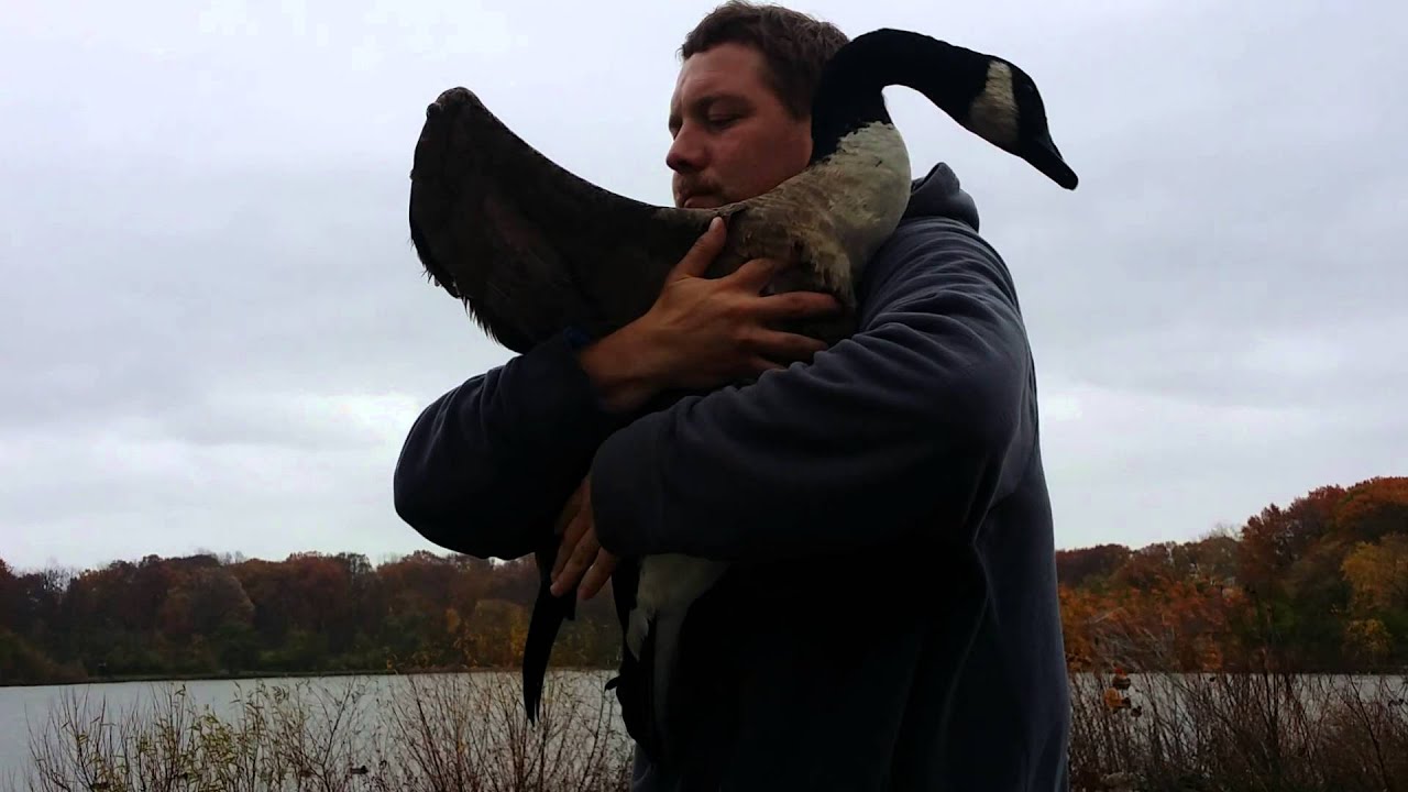 Sick goose - YouTube