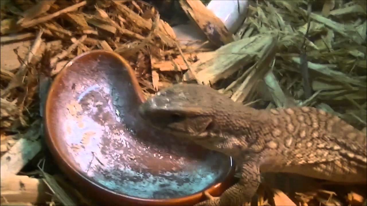 scar my baby savannah monitor eating baby mice - YouTube
