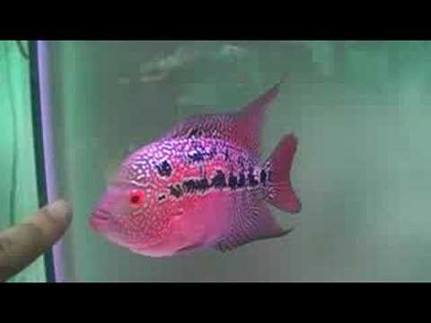 Pretty flowerhorn female after 3 months - YouTube