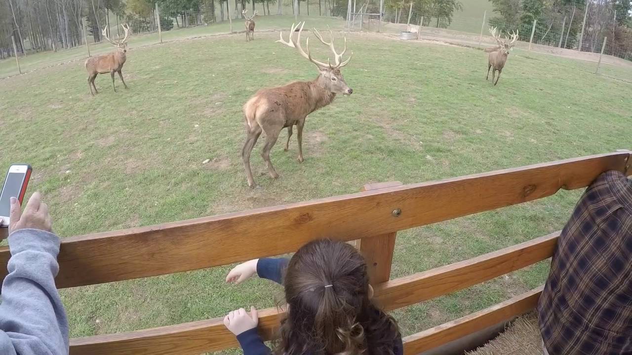 Red Deer Farm 2016 - YouTube
