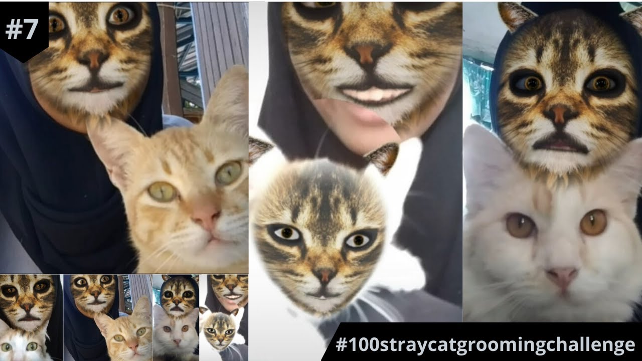 Cats' hilarious reaction when they see cat filter on owners' faces ...