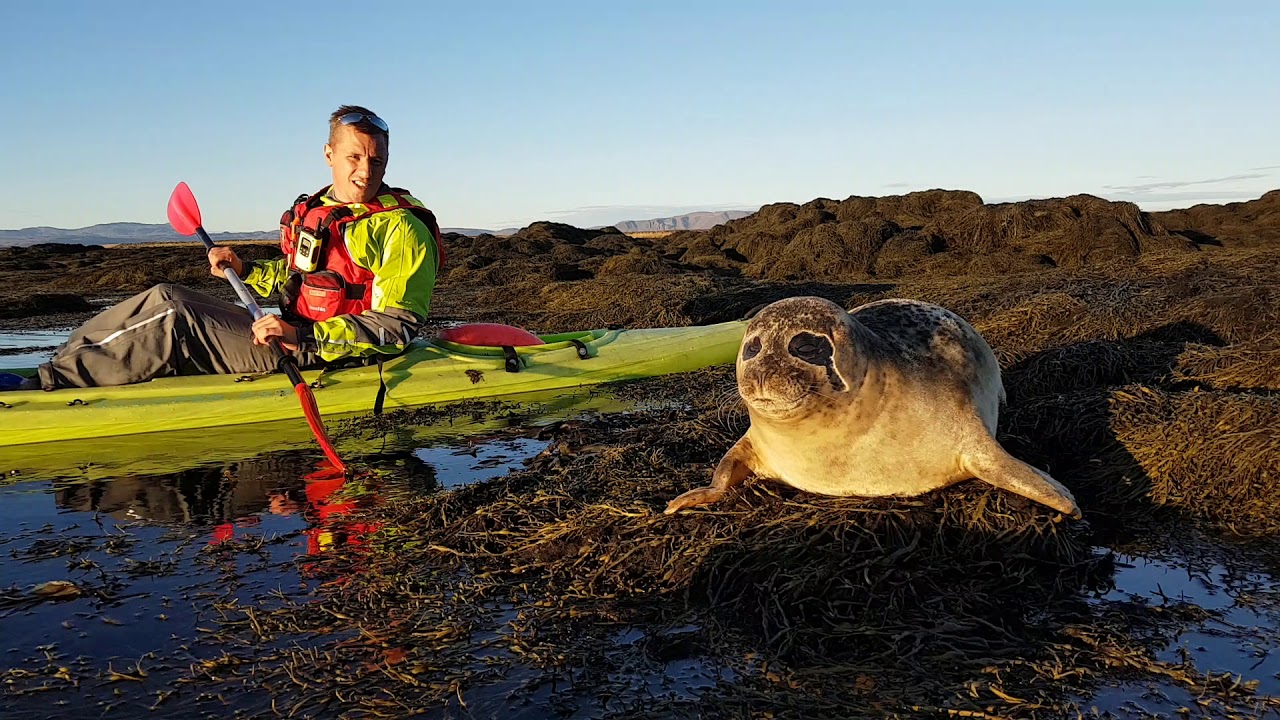 Maggi the seal got a visit today - YouTube