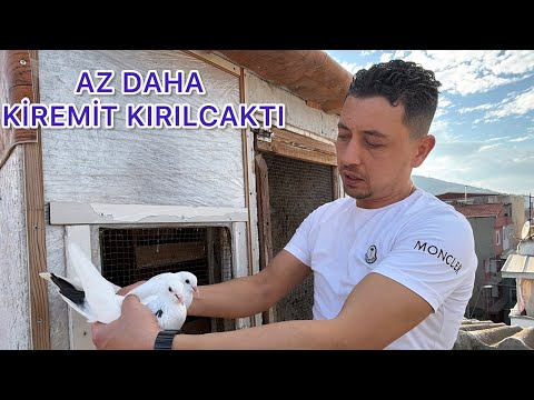 KUŞLARI UÇURDUK  BİRİ ÖYLE Bİ DÖNDÜ Kİ KİREMİTLERE ÇAKILDI 