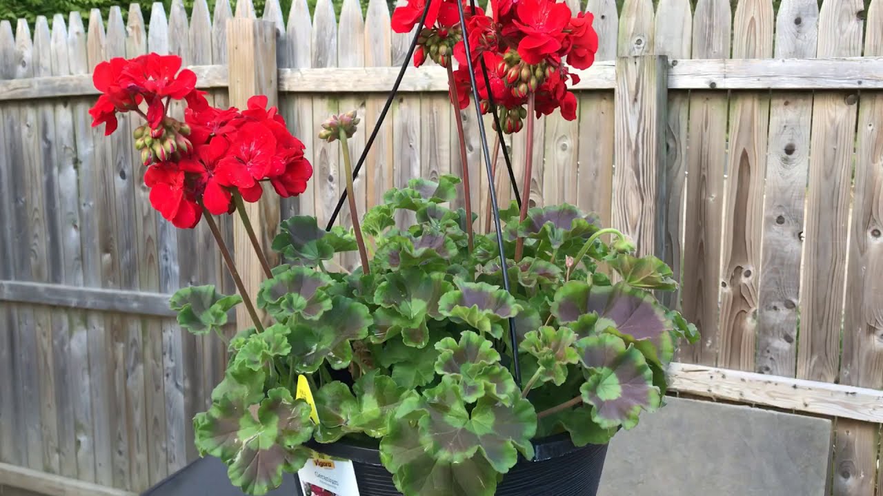 Home Depot’s GIANT Geraniums - YouTube