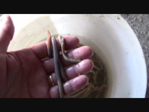 White ragworm - YouTube