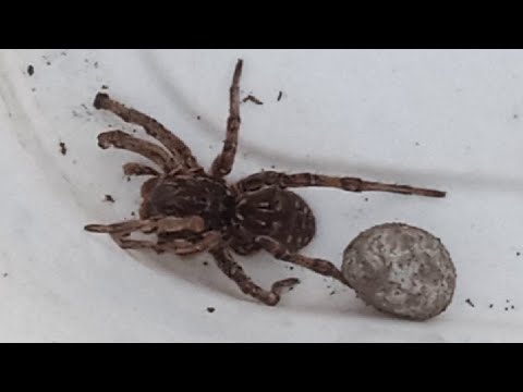 Tarantula dropped an egg - YouTube