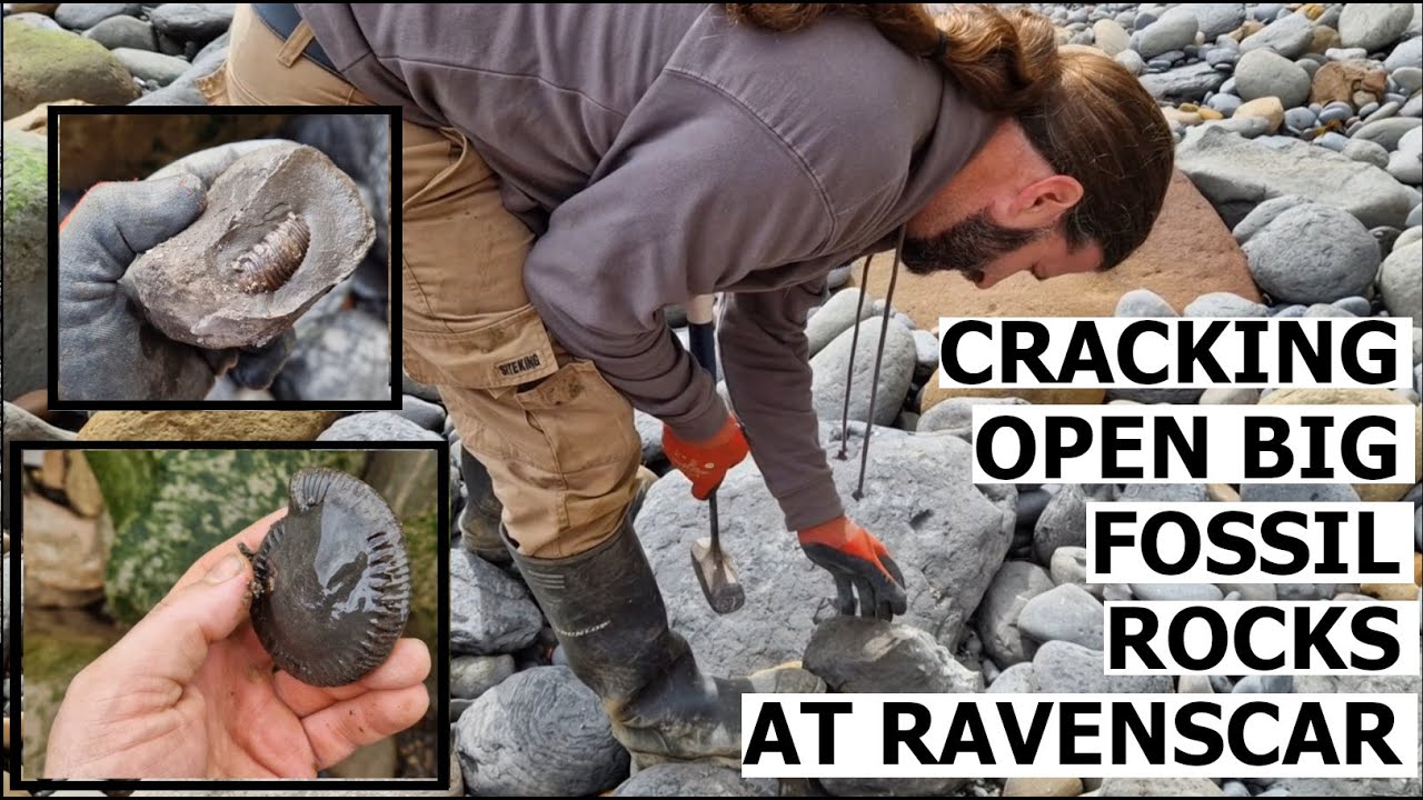Cracking open big rocks to find jurassic #ammonite #fossils at ...