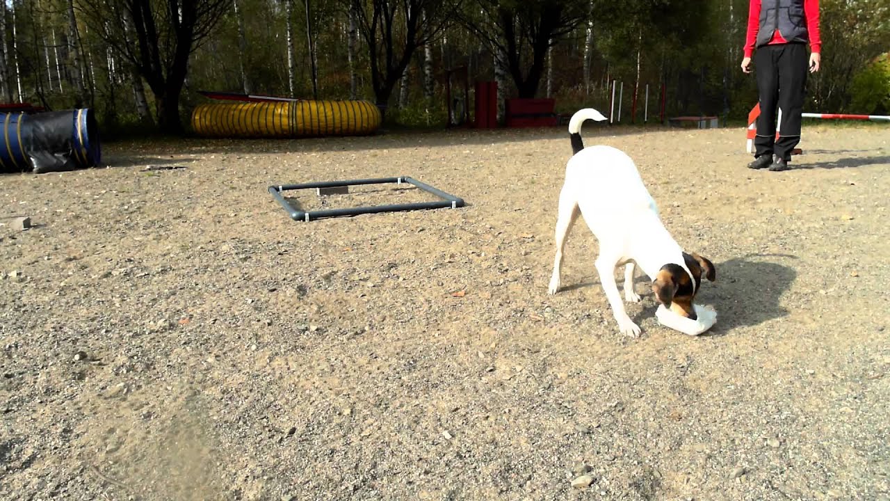 Agility a-frame running contact ground work - YouTube