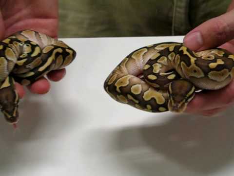 Lesser Platinum Ball Python - YouTube