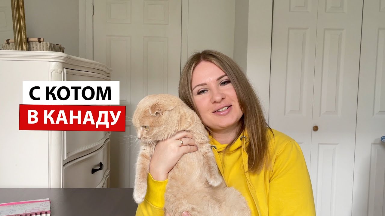 Как перевезти кота в Канаду Из Европы в Монреаль Youtube
