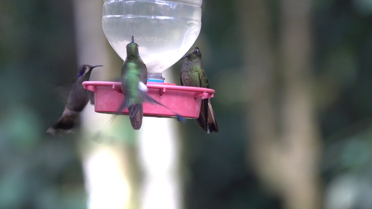 Epic 2013 Hummingbird
